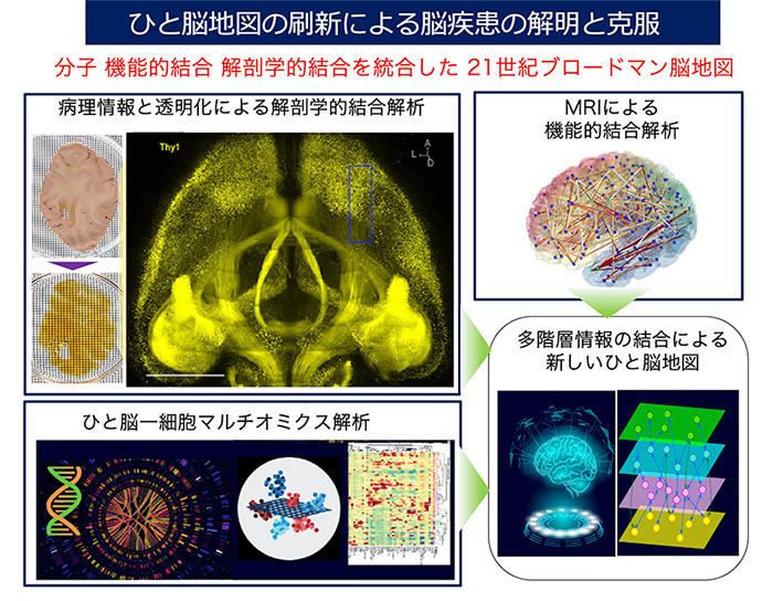 Research Projects | Brain Research Institute, Niigata University