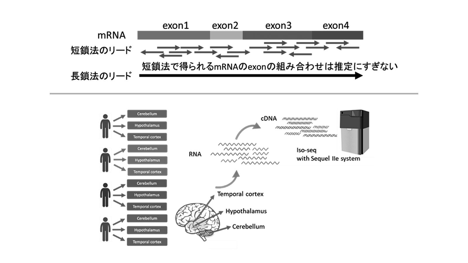 Identification of region-specific gene isoforms in the human brain ...