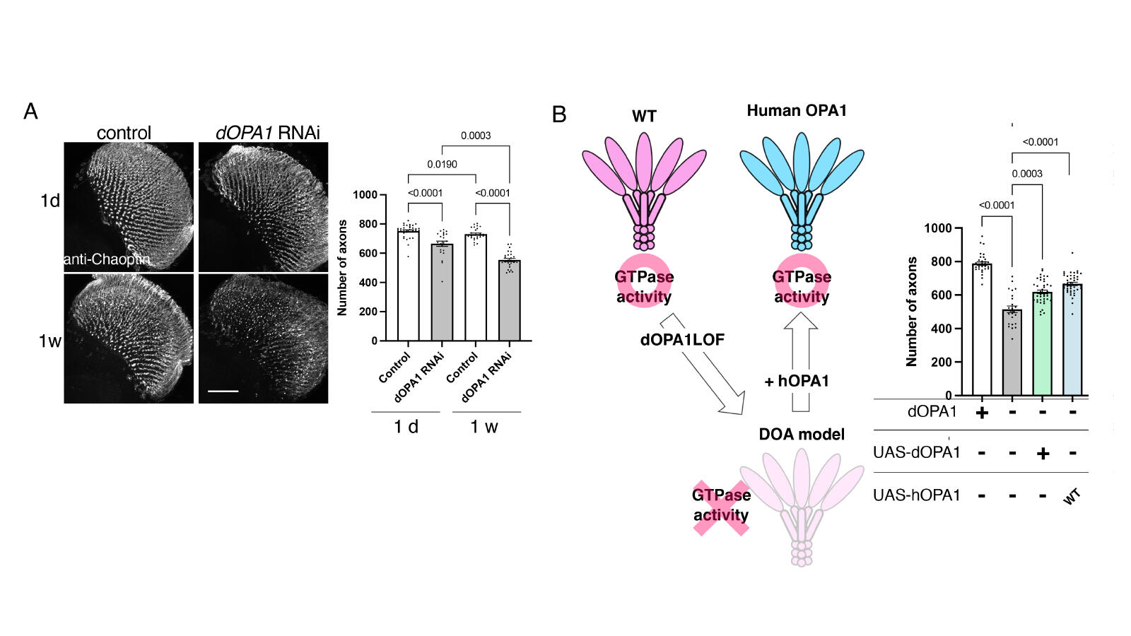 Drosophila model to clarify the pathological significance of OPA1 in ...