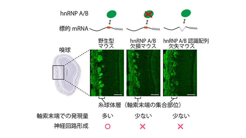 Axonal mRNA binding of hnRNP A/B is crucial for axon targeting and ...