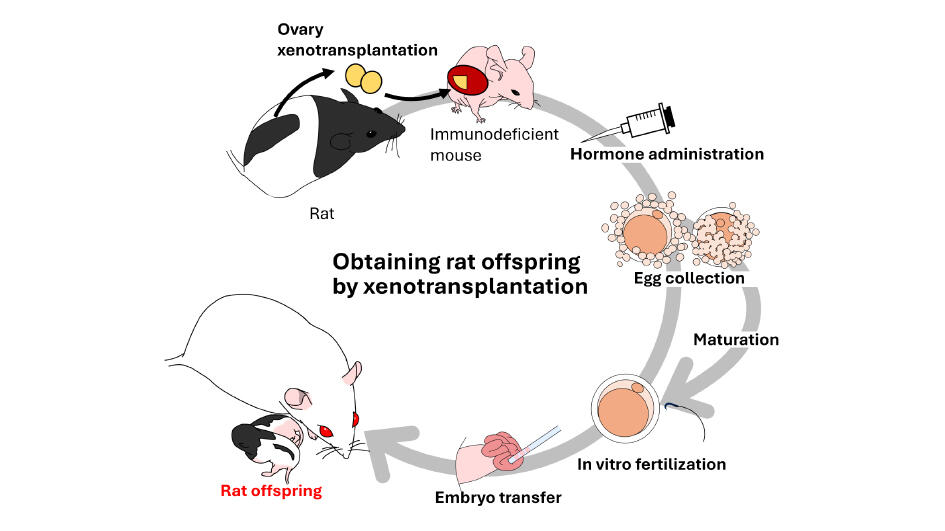 Generation of rat offspring from ovarian oocytes by Cross-species ...