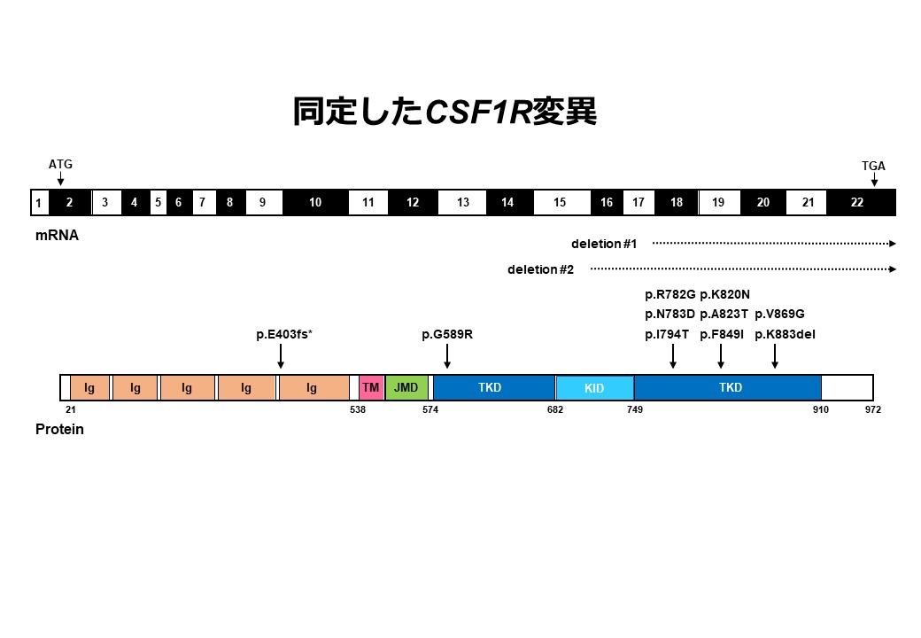 CSF1R関連白質脳症におけるCSF1R欠失を含む新規変異を同定しました | 研究成果・実績 | 新潟大学脳研究所(脳研)